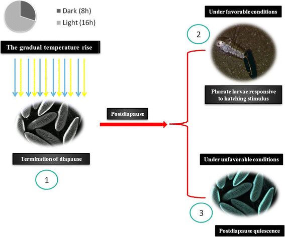 Diapause and quiescence: dormancy mechanisms that contribute to the ...
