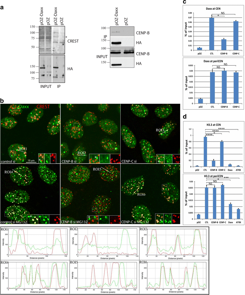 CENP-B protects centromere chromatin integrity by facilitating histone ...