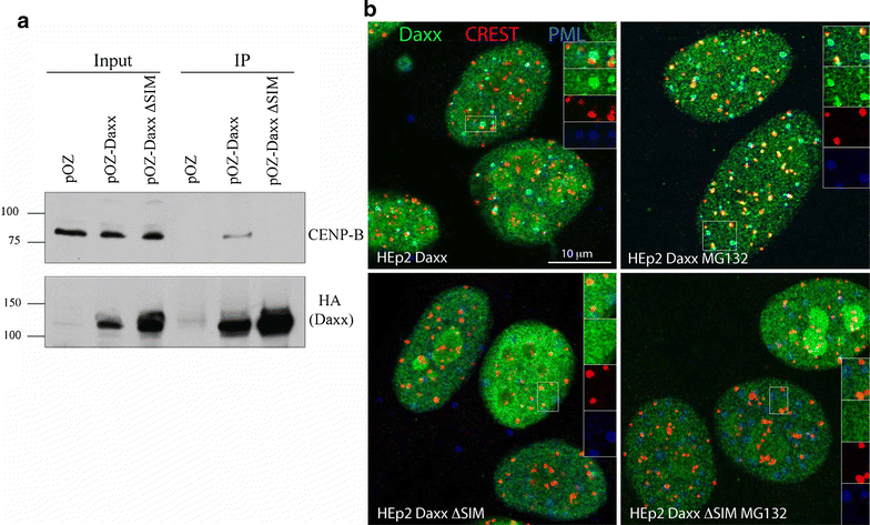 CENP-B protects centromere chromatin integrity by facilitating histone ...