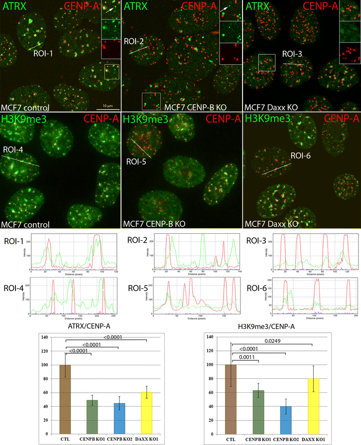 CENP-B protects centromere chromatin integrity by facilitating histone ...