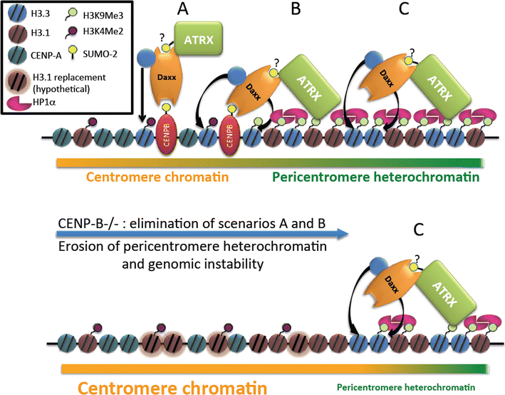 CENP-B protects centromere chromatin integrity by facilitating histone ...