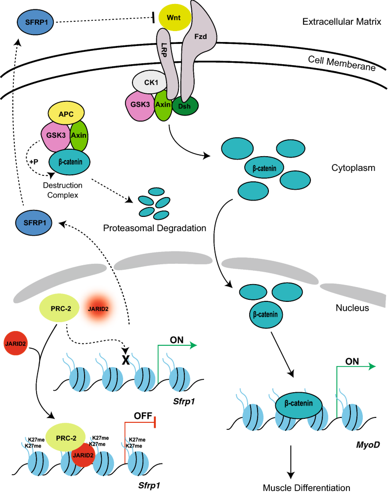 JARID2 and the PRC2 complex regulate skeletal muscle differentiation ...