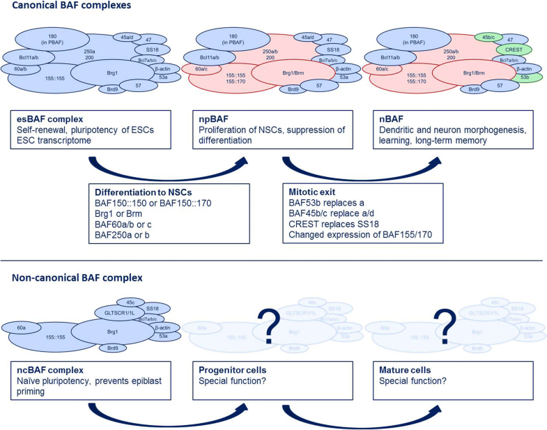The BAF complex in development and disease | Epigenetics & Chromatin ...