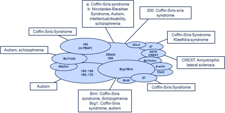 The BAF complex in development and disease | Epigenetics & Chromatin ...