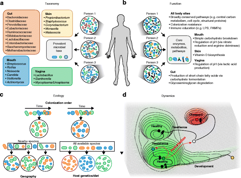 The healthy human microbiome | Genome Medicine | Full Text
