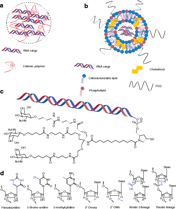 Advances in the delivery of RNA therapeutics: from concept to clinical reality | Genome Medicine ...