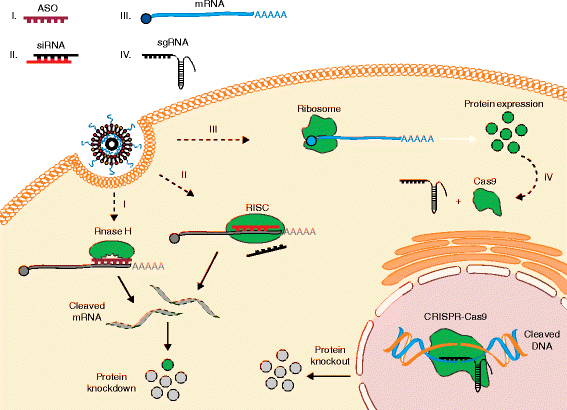 Advances in the delivery of RNA therapeutics: from concept to clinical reality | Genome Medicine ...