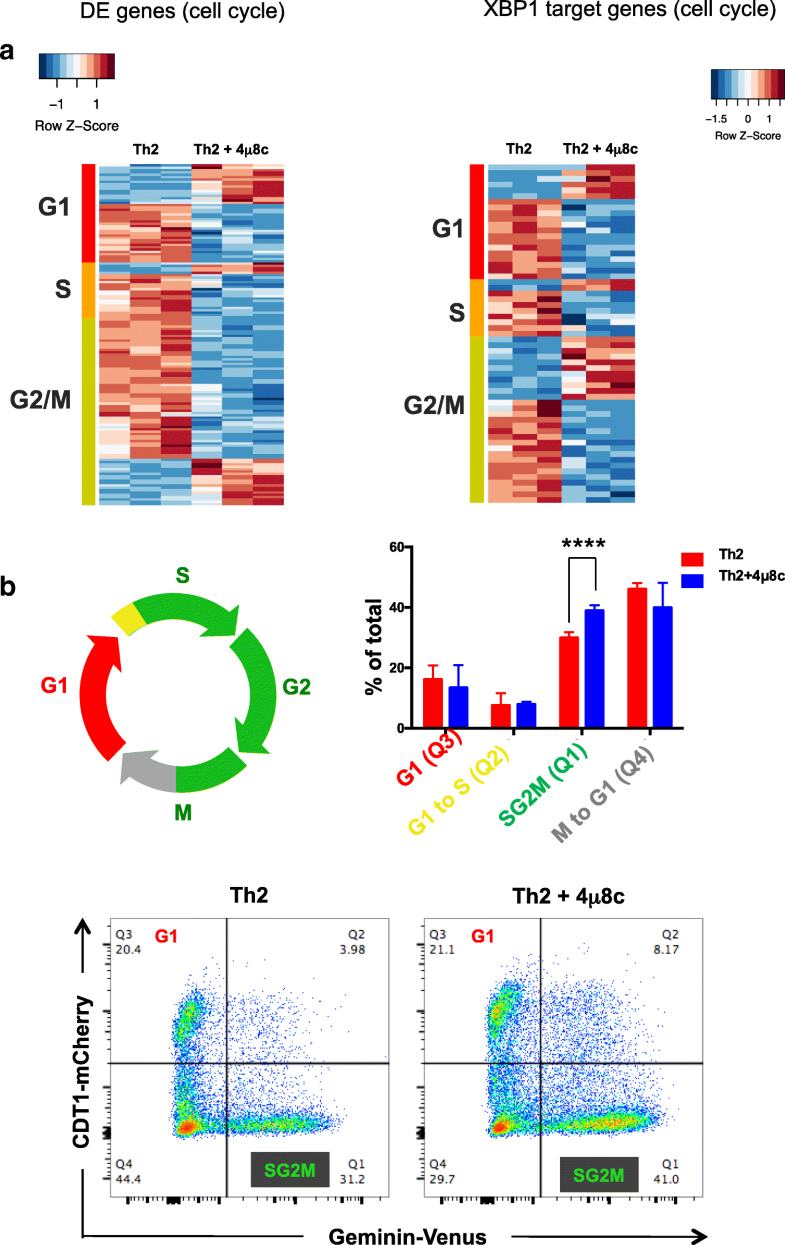 Genome-wide analyses reveal the IRE1a-XBP1 pathway promotes T helper ...