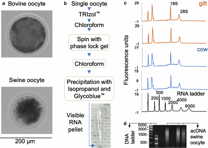 Extraction of total RNA from single-oocytes and single-cell mRNA ...