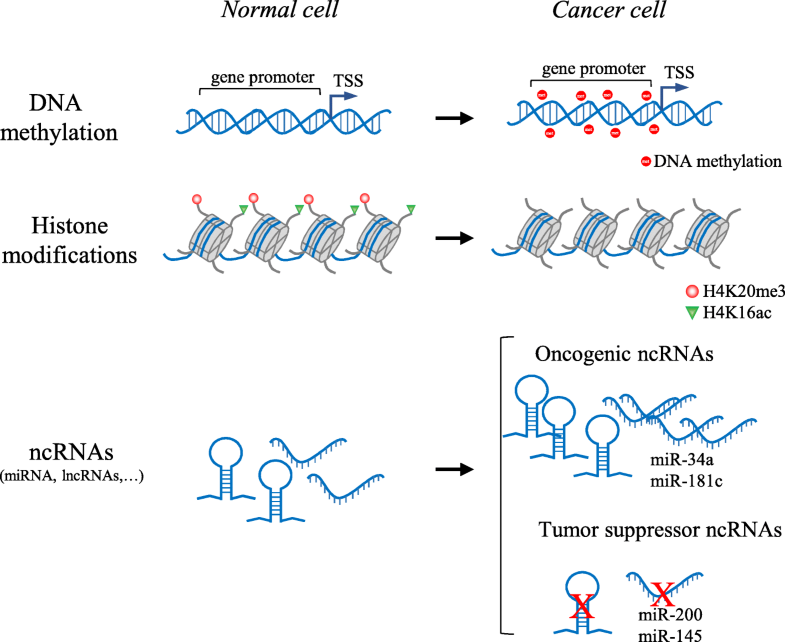 Epigenetics in cancer therapy and nanomedicine | Clinical Epigenetics ...