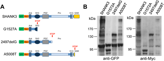 Phenotypic and functional analysis of SHANK3 stop mutations identified ...