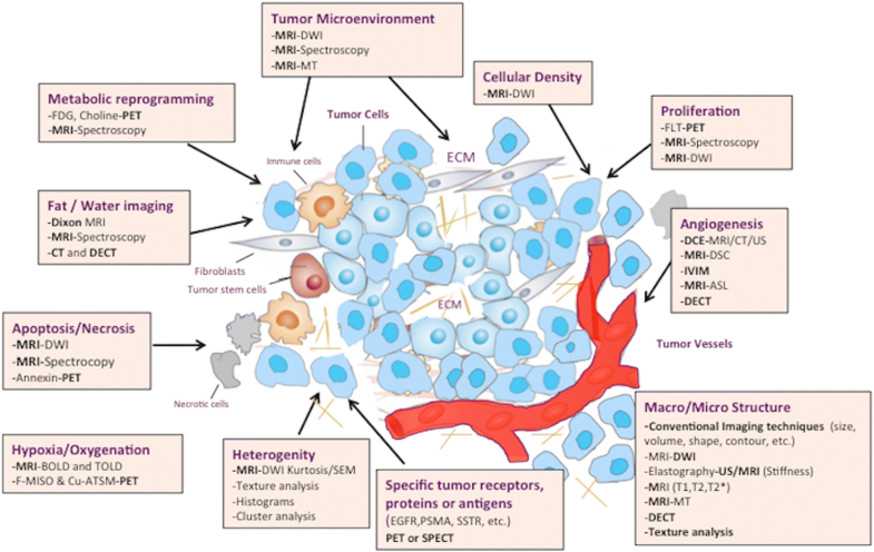 How clinical imaging can assess cancer biology | Insights into Imaging ...