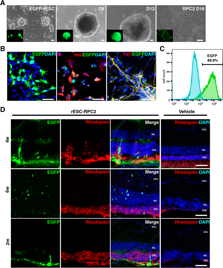 Transplantation of rat embryonic stem cell-derived retinal progenitor ...