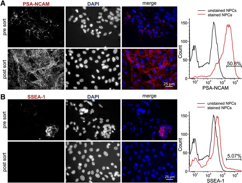 PSA-NCAM positive neural progenitors stably expressing BDNF promote ...