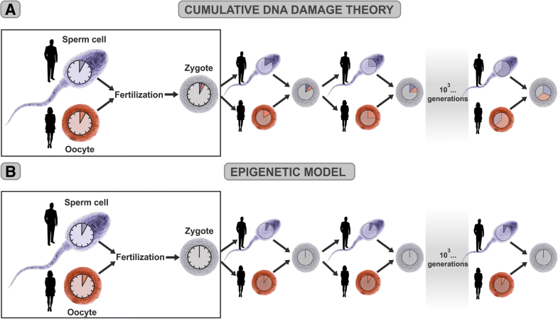 Rejuvenation by cell reprogramming: a new horizon in gerontology | Stem ...