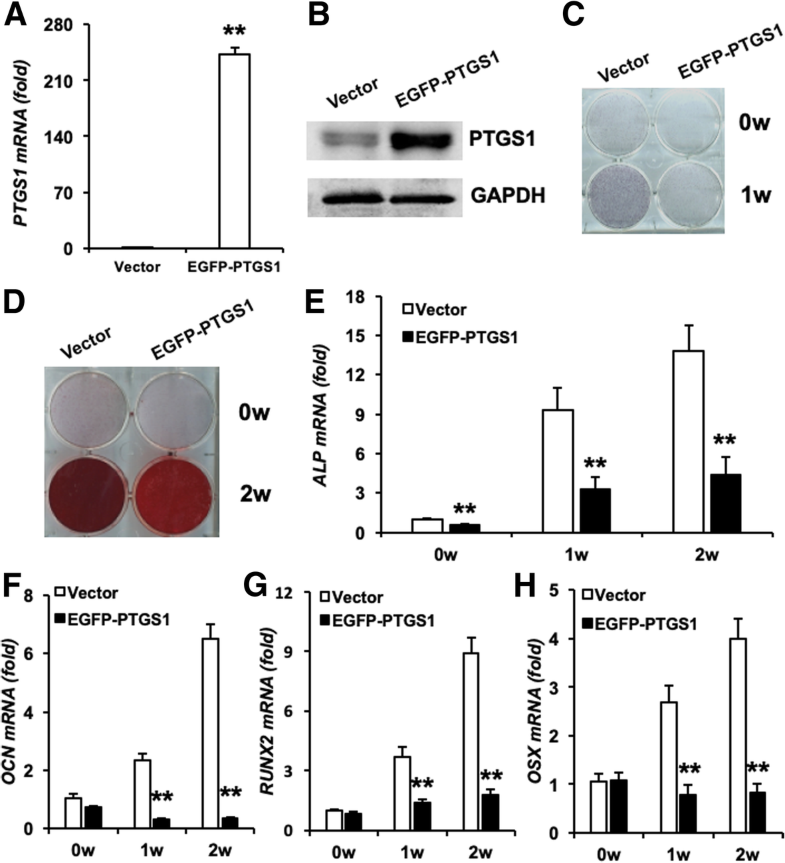 Inhibition of PTGS1 promotes osteogenic differentiation of adipose ...