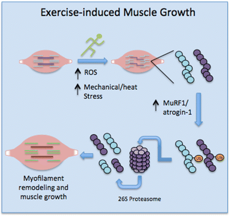 The beneficial role of proteolysis in skeletal muscle growth and stress ...
