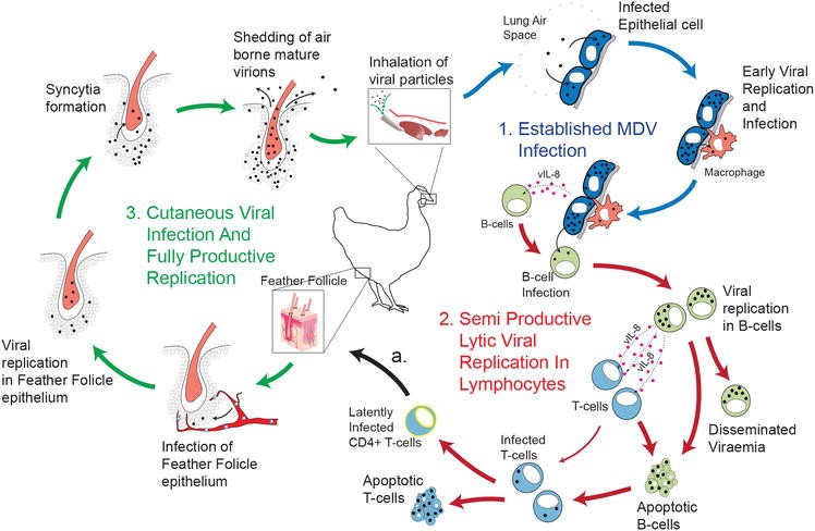 Marek’s disease in chickens: a review with focus on immunology ...