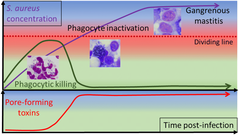 Host factors determine the evolution of infection with Staphylococcus ...