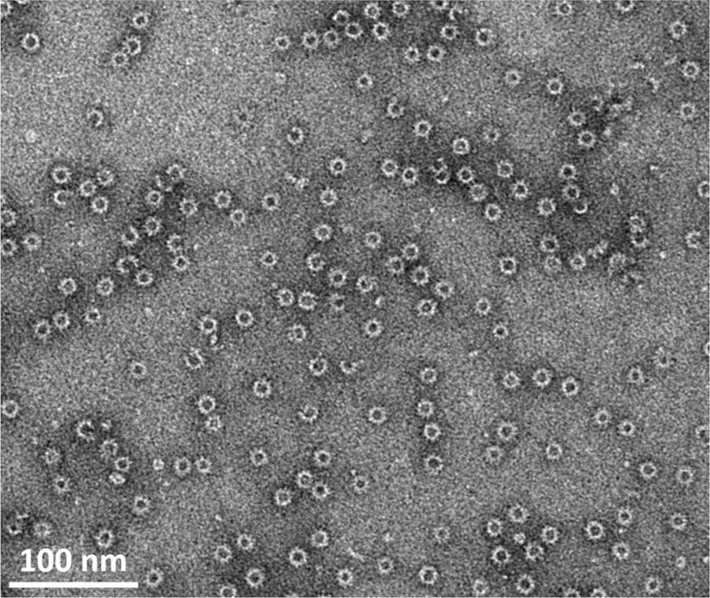 First demonstration of the circulation of a pneumovirus in French pigs ...
