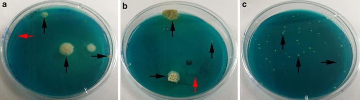Isolation of nontuberculous mycobacteria from soil using Middlebrook ...