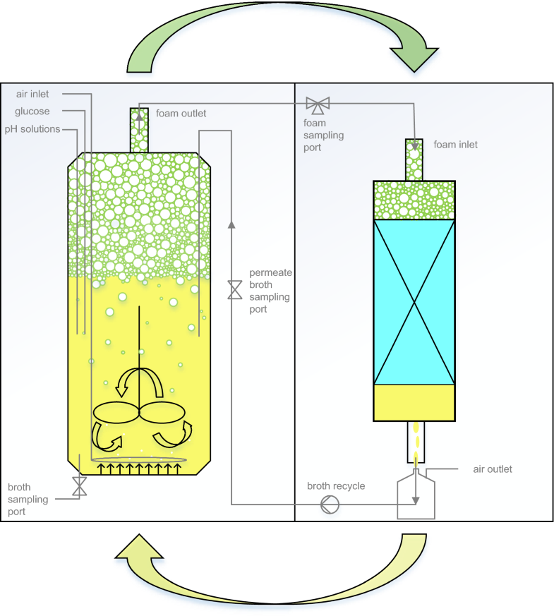 Production of rhamnolipids by integrated foam adsorption in a bioreactor system | SpringerLink