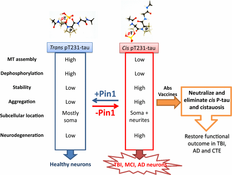 Function and regulation of tau conformations in the development and ...