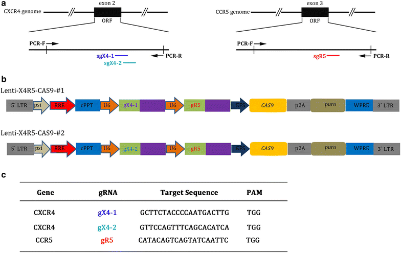 Genome editing of the HIV co-receptors CCR5 and CXCR4 by CRISPR-Cas9 protects CD4+ T cells from ...