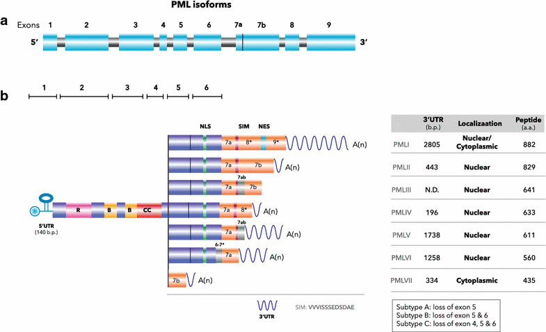 PML: Regulation and multifaceted function beyond tumor suppression ...