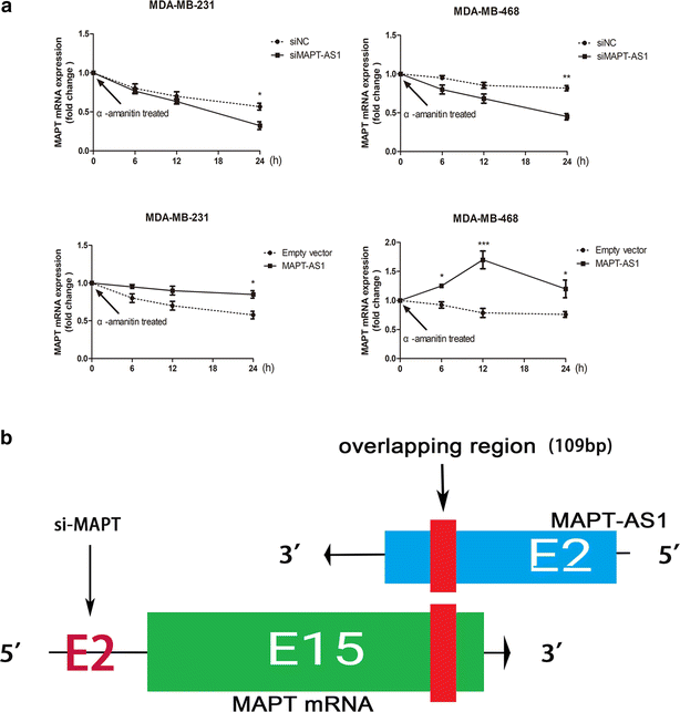 Knockdown of LncRNA MAPT-AS1 inhibites proliferation and migration and ...