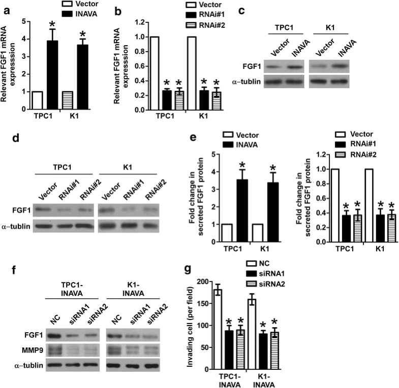 INAVA promotes aggressiveness of papillary thyroid cancer by ...