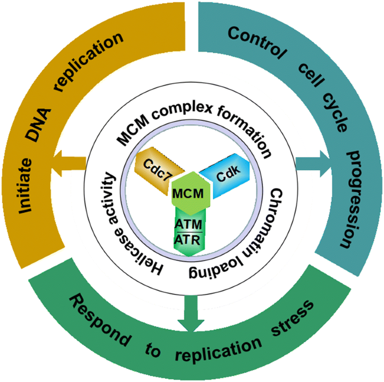 Role of MCM2–7 protein phosphorylation in human cancer cells | Cell ...