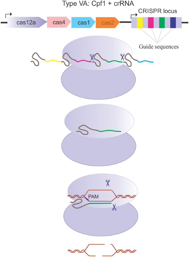 CRISPR Cpf1 proteins: structure, function and implications for genome editing | Cell ...