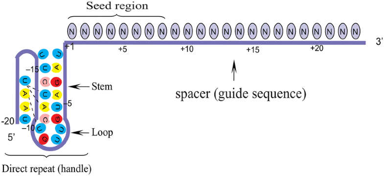CRISPR Cpf1 proteins: structure, function and implications for genome ...