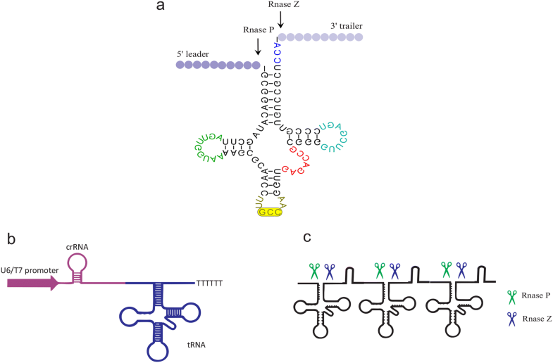 CRISPR Cpf1 proteins: structure, function and implications for genome ...