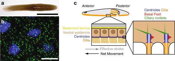 Basal bodies across eukaryotes series: basal bodies in the freshwater ...