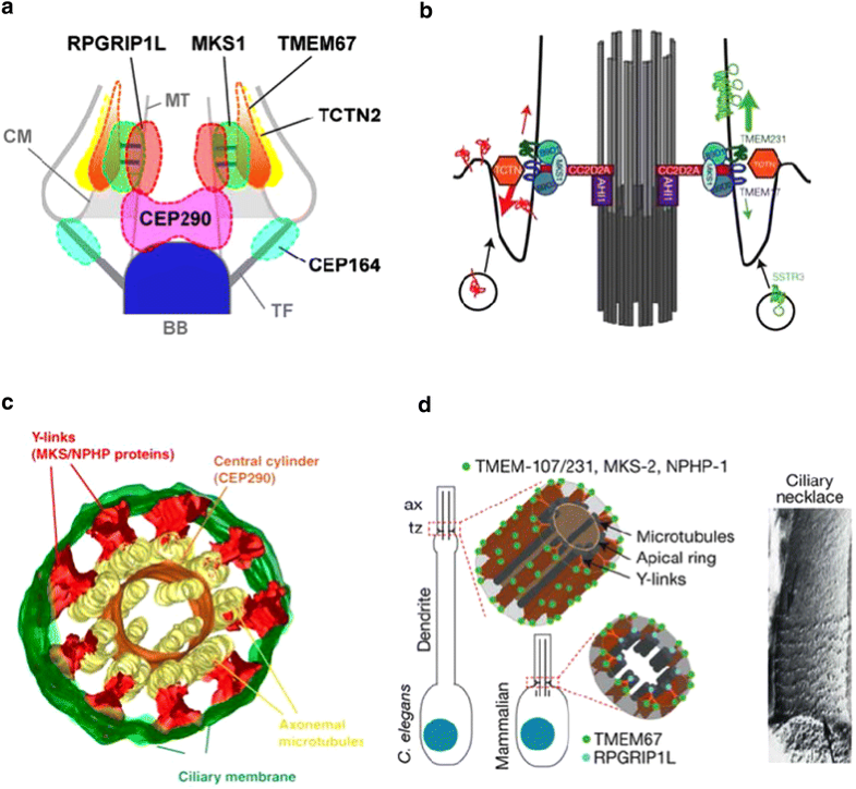 CILIA: before and after | Cilia | Full Text