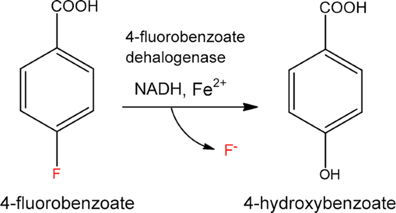 Enzymatic defluorination of fluorinated compounds | SpringerLink