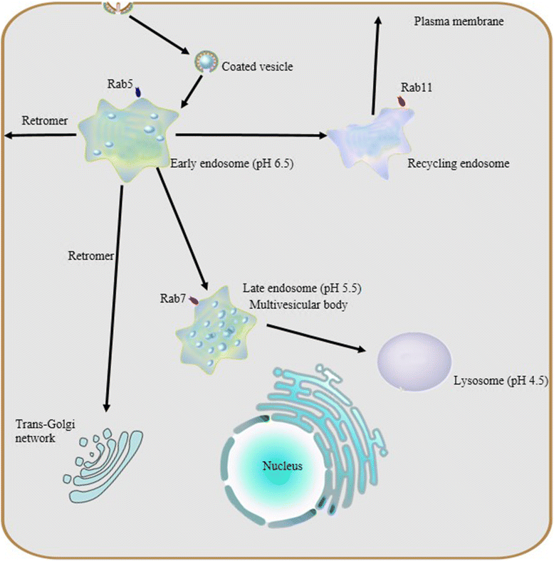 The endosomal-lysosomal system: from acidification and cargo sorting to ...