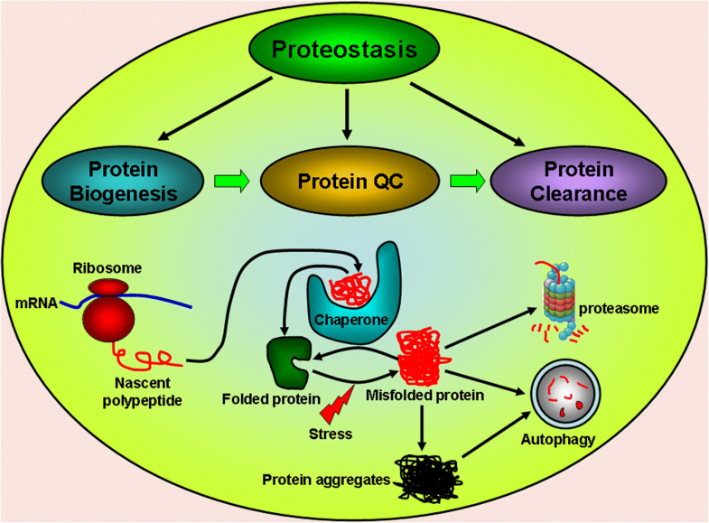 Molecular targets for modulating the protein translation vital to ...