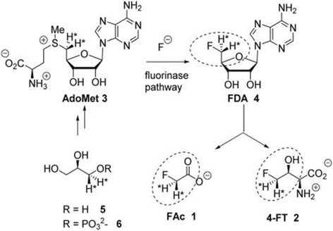 Fluoroacetate in plants - a review of its distribution, toxicity to ...