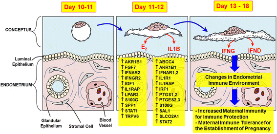 Endometrial response to conceptus-derived estrogen and interleukin-1β ...