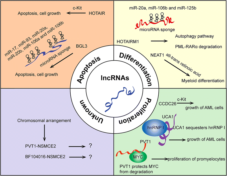 Long noncoding RNAs: pivotal regulators in acute myeloid leukemia | Experimental Hematology ...