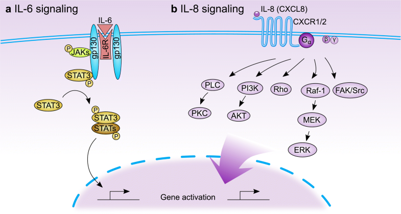 Cytokines, breast cancer stem cells (BCSCs) and chemoresistance ...