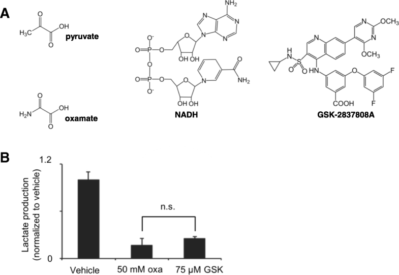 Transport-exclusion pharmacology to localize lactate dehydrogenase ...