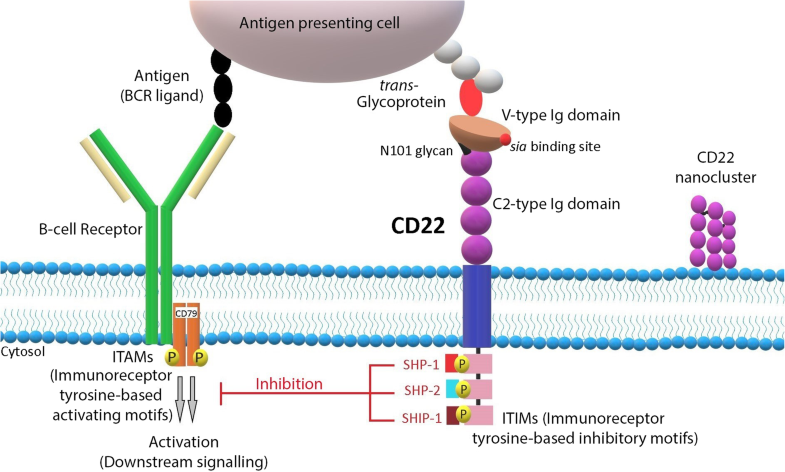 Inotuzumab ozogamicin in clinical development for acute lymphoblastic leukemia and non-Hodgkin ...