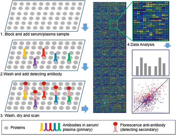 Immune Monitoring Technology Primer: protein microarray (‘seromics’) | Journal for ImmunoTherapy ...