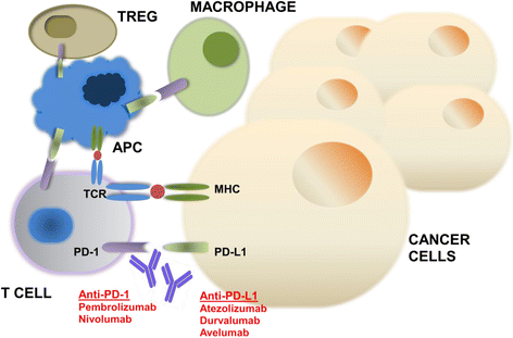 Development of PD-1 and PD-L1 inhibitors as a form of cancer ...