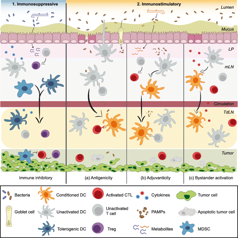 Exploring the emerging role of the microbiome in cancer immunotherapy | Journal for ...
