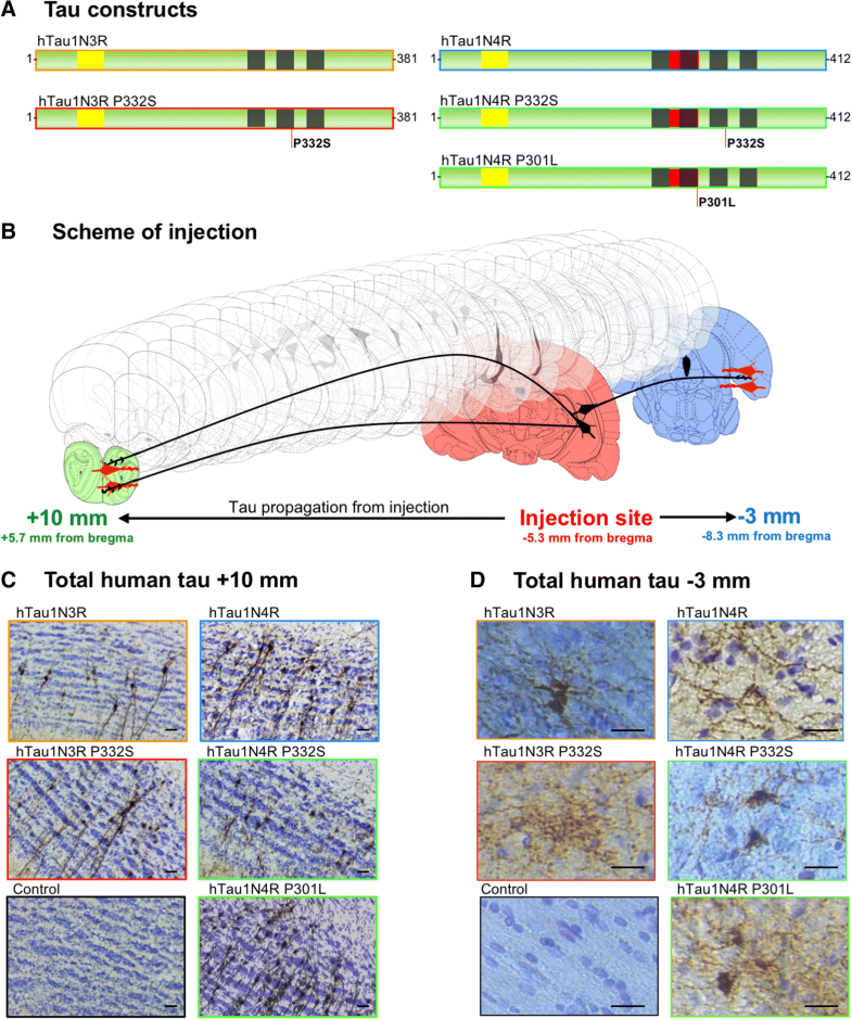 Different tau species lead to heterogeneous tau pathology propagation ...